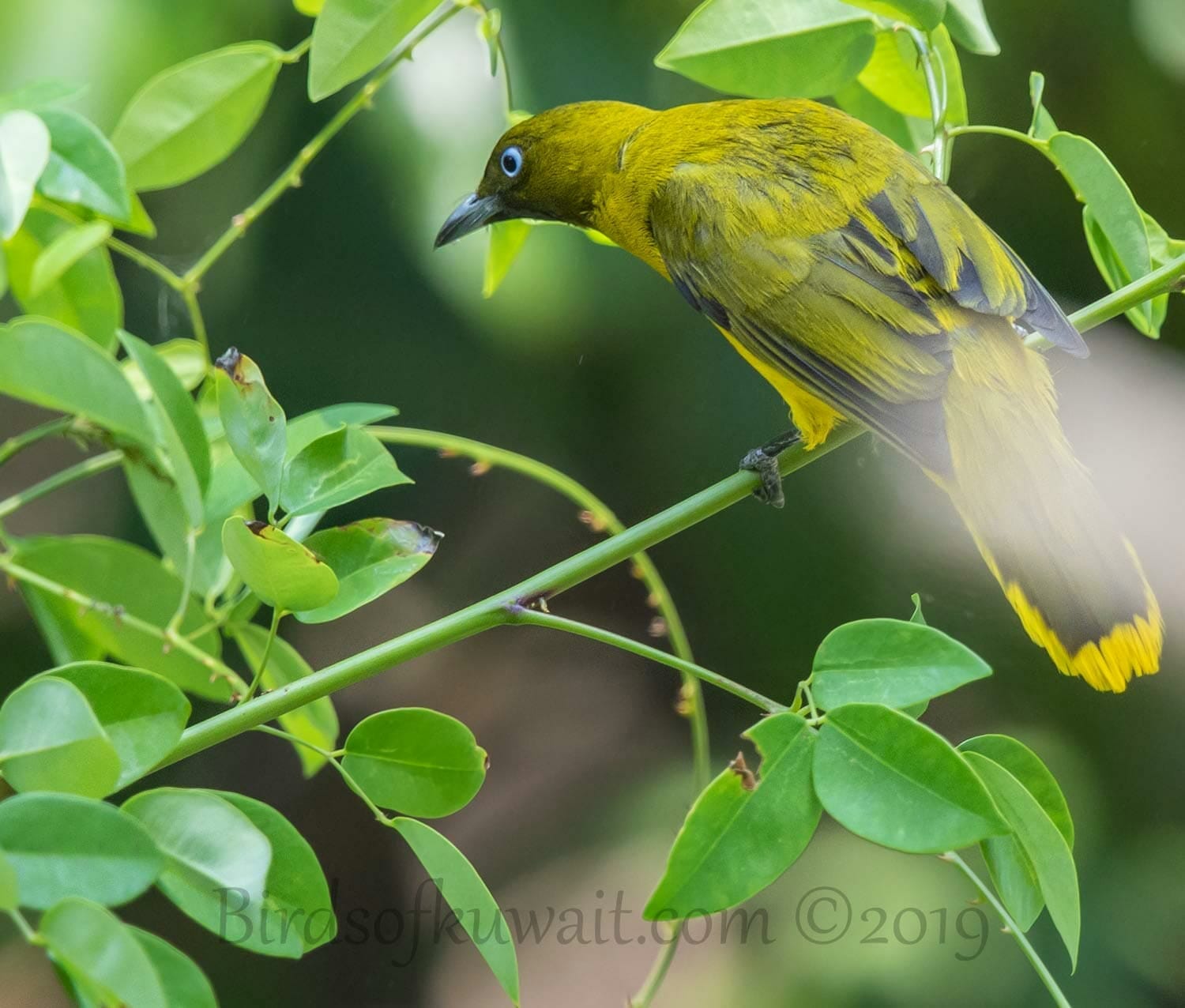 Andaman Bulbul Brachypodius fuscoflavescens – Birds of Kuwait | Bird ... Andaman Bulbul Brachypodius fuscoflavescens – Birds of Kuwait | Bird ...