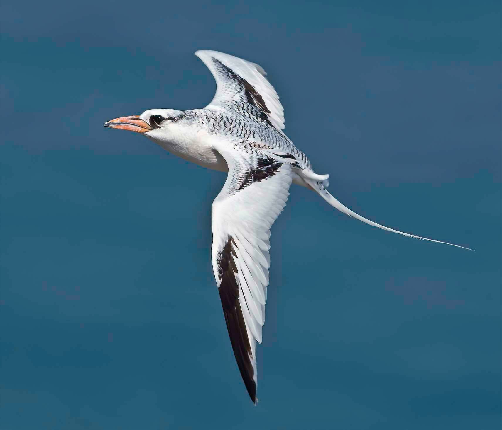 Kuwait Bird Gallery 2 | Kuwait Bird Photo Gallery | Best photo you have ...