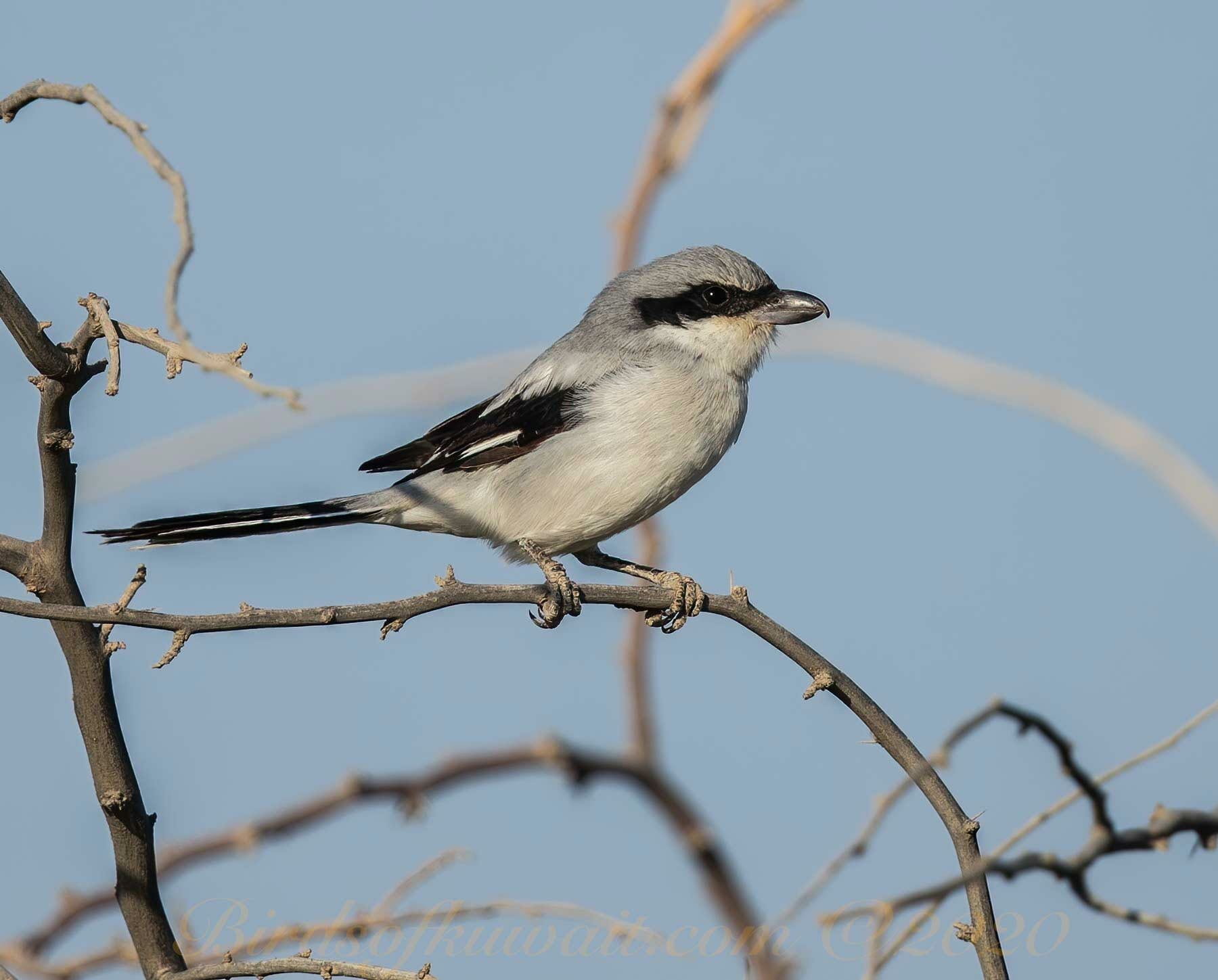 21/09/2020 at Abraq Al Habari | Birds of Kuwait | Bird Sightings from ...