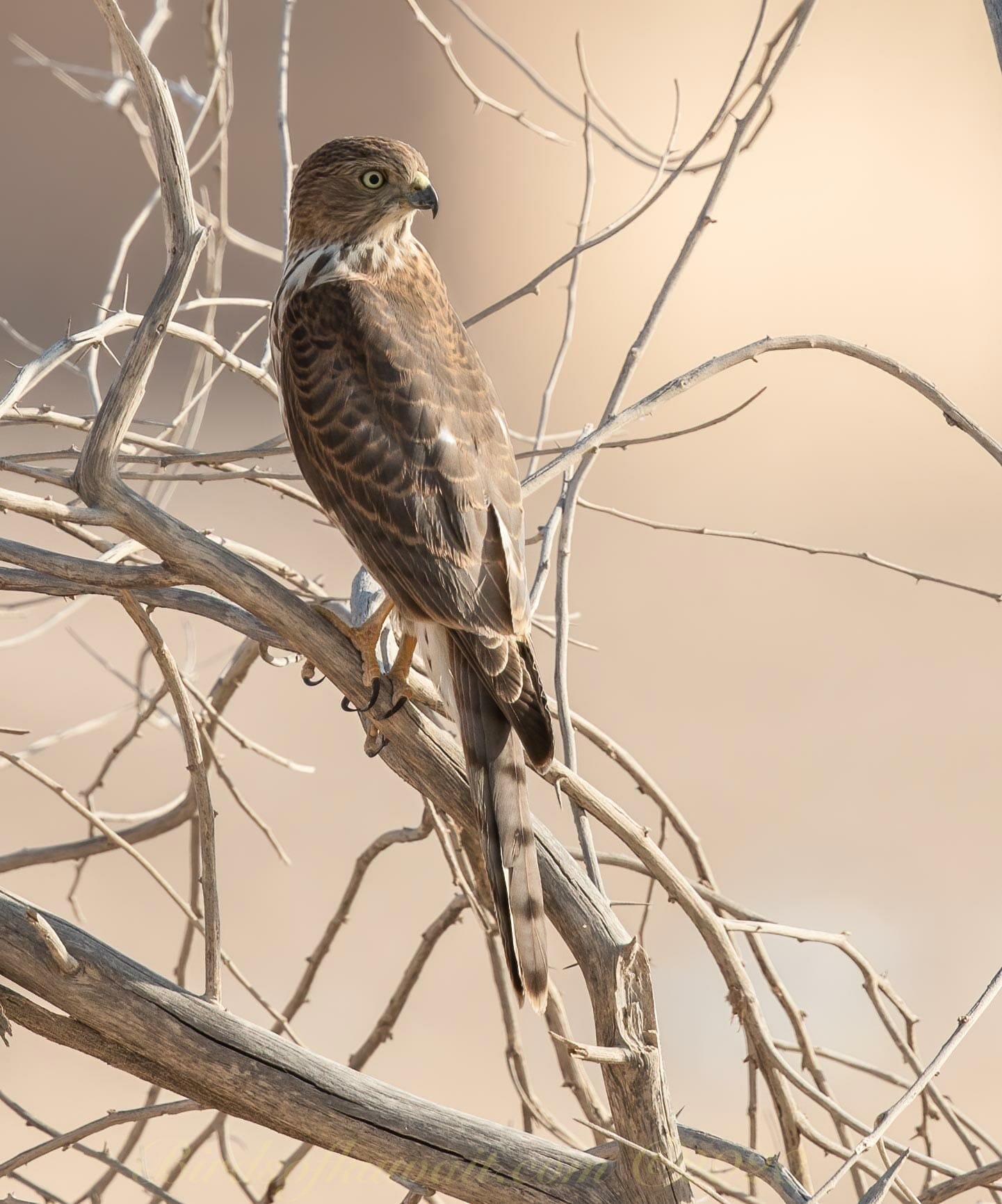 04/10/2020 at Abraq Al Habari | Birds of Kuwait | Bird Sightings from ...