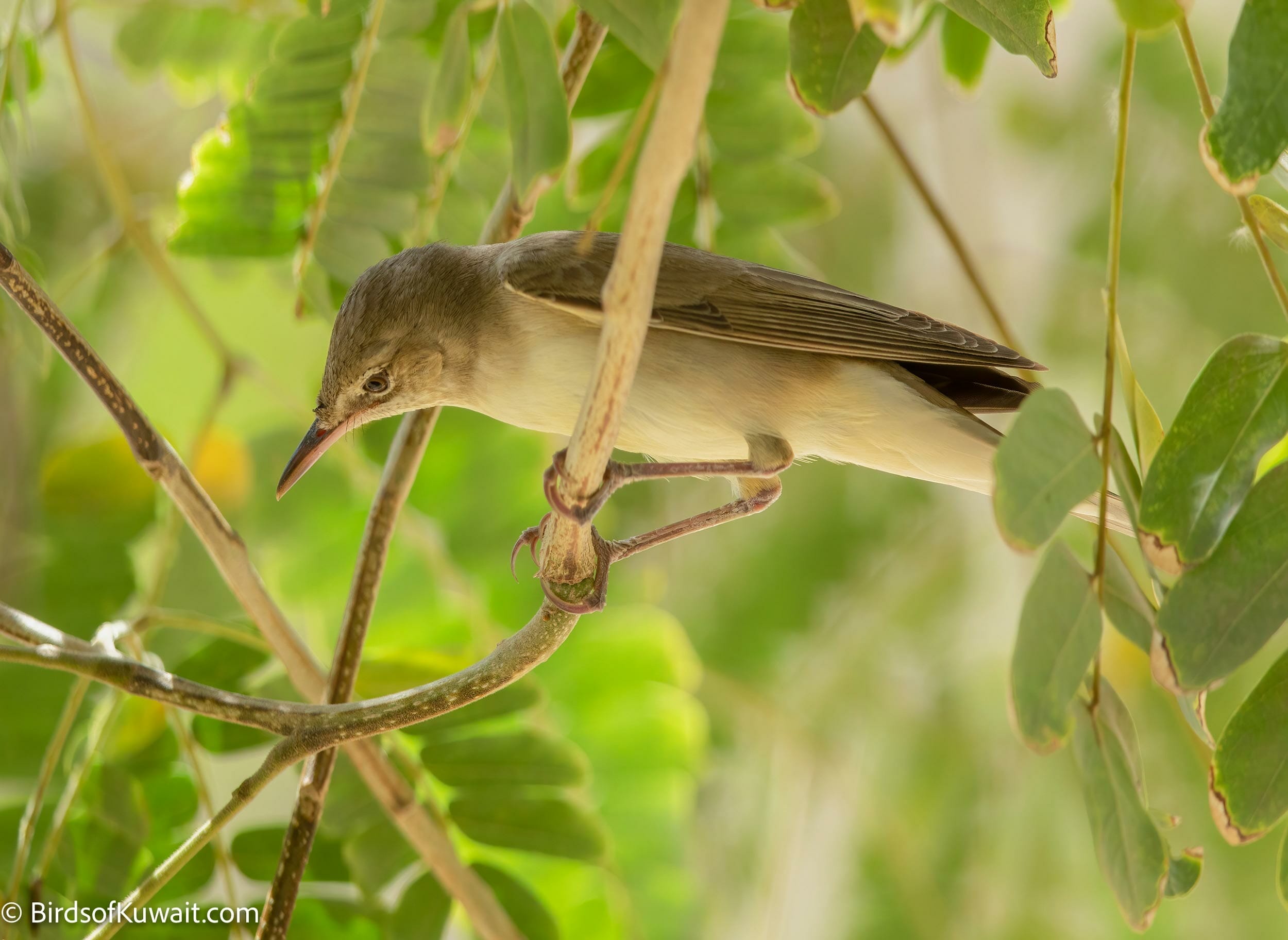 18/04/2021 at various sites | Birds of Kuwait | Bird Sightings from Kuwait