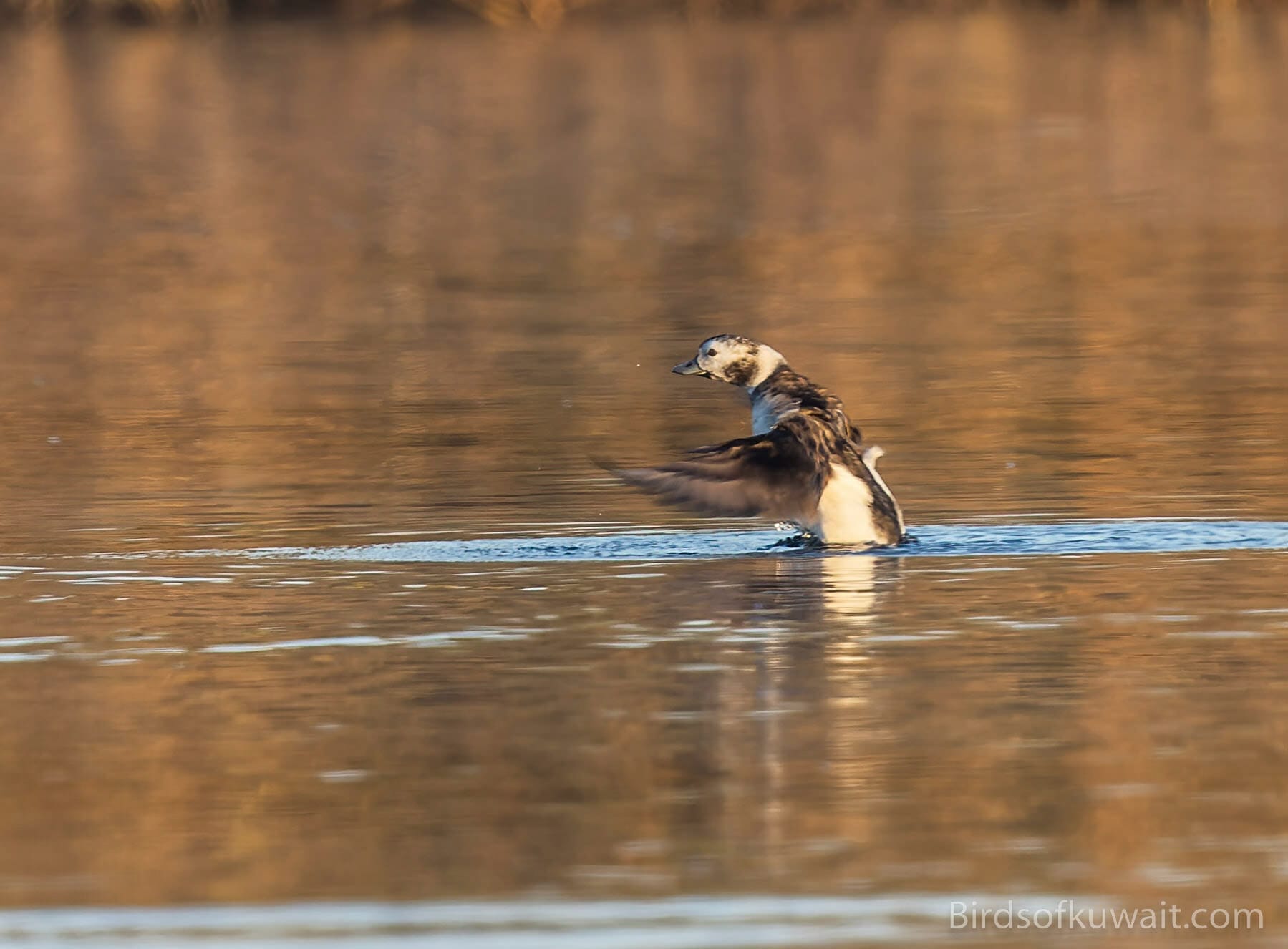 Long-tailed Duck the 2nd record for Kuwait | Birds of Kuwait | Bird ...