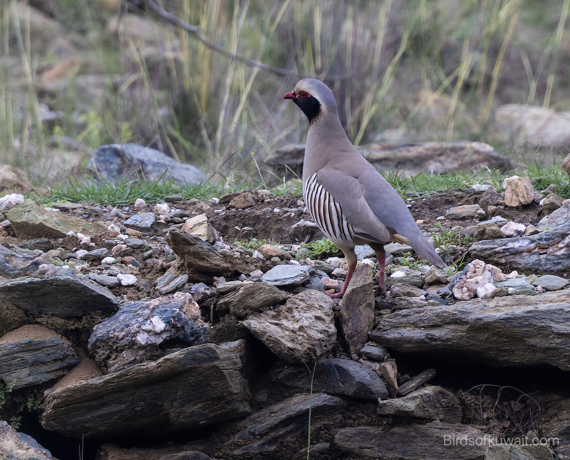 Birdwatching Tours Kuwait | Bird Guiding in Kuwait